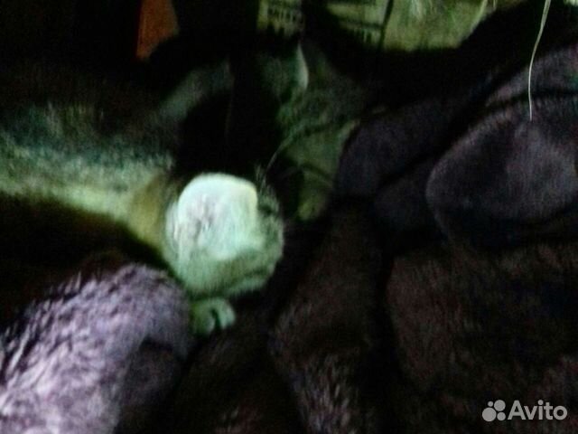 Котики бесплатно в добрые руки 2 сестрички