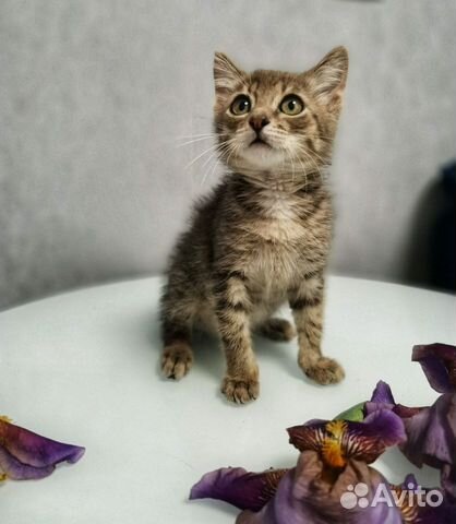 Малыш Микки