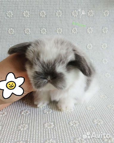 Крольчата Антистресс