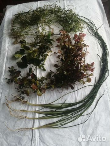 Прополка аквариумных растений