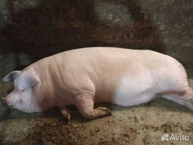 Поросенок ландрас