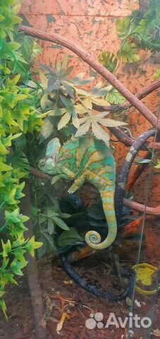 Хамелеон с террариумом