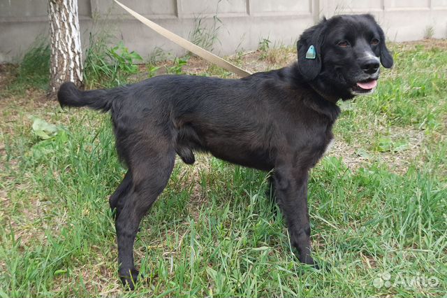 Ричард - преданное сердце