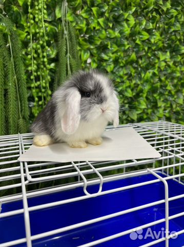 Кролик+клетка бесплатно