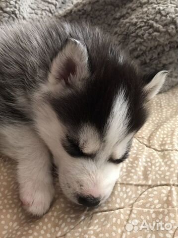 Сибирский хаски