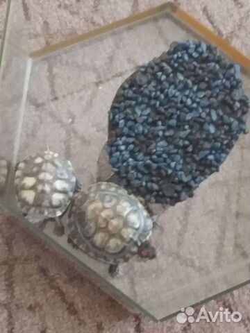 Красноухие черепахи