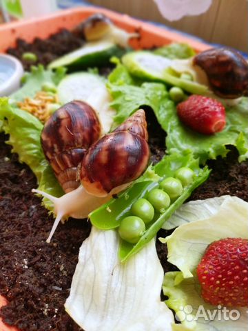 Улиточки Ахатины