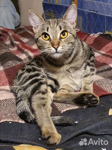 Кошка 8мес. Помесь бенгала