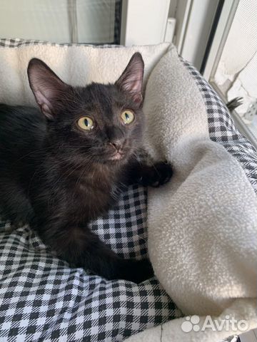 Котенок Фанни