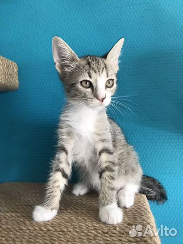 Котенок Карамелька