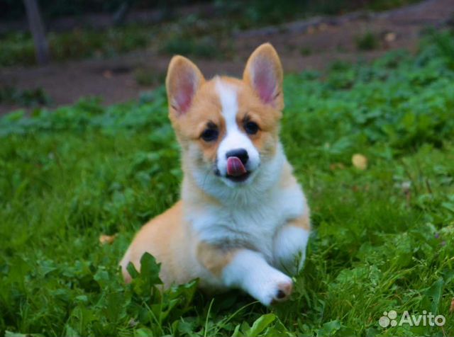 Бесподобная девочка пемброк