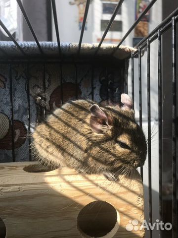 Дегу мальчик