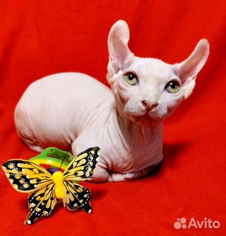 Канадик двельф Пушок)