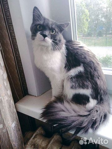 Кот в добрые руки