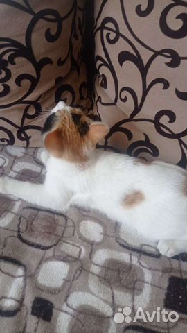 Маленькая кошка