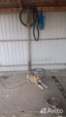 Американский бульдог