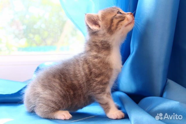 Котята-метисы шотландской вислоухой