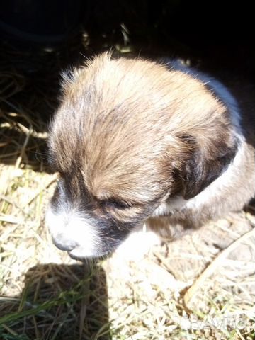 Отдам даром бесплатно в дар собаку