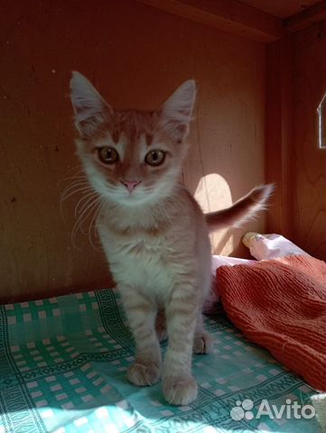 Котята в добрые руки даром