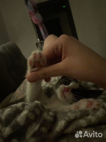 Отдам даром маленького ангелочка