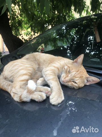 Котик в добрые руки