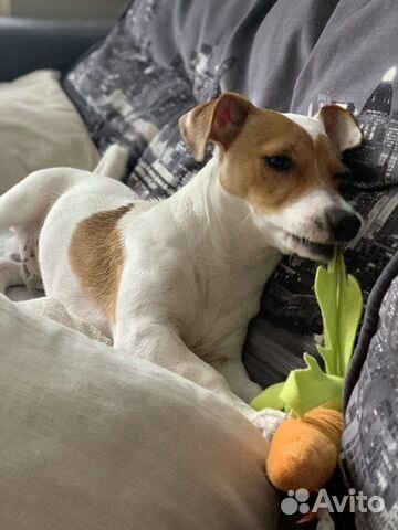 Джек Рассел терьер