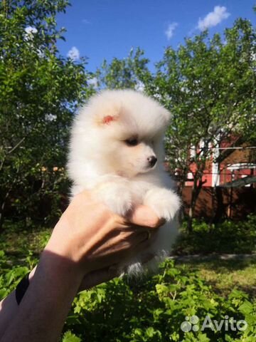 Щенок Шпица померанского