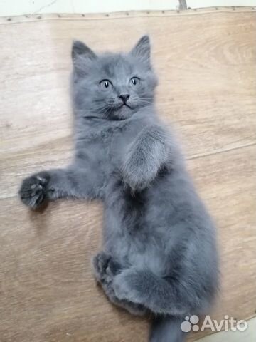 В добрые руки котенок