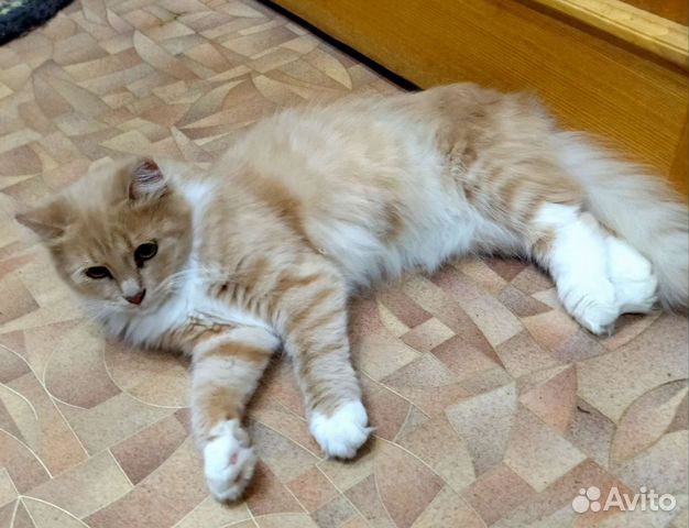 Рыжая Лапка ищет дом