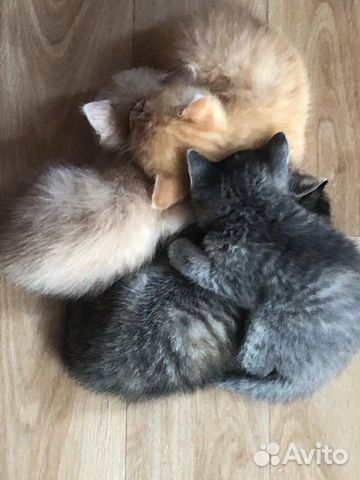 Продам котят