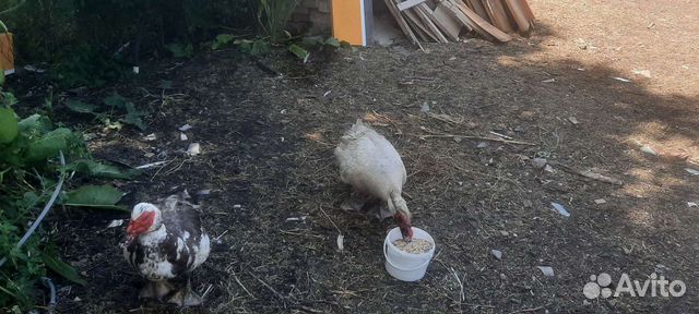 Селезень индоутки