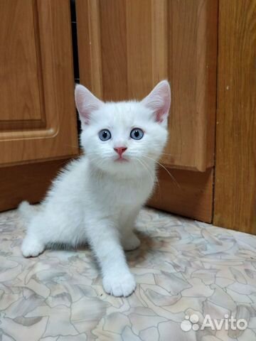 Отдаем белого двухмесячного котика в хорошие руки