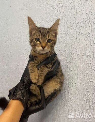 Очень ласковому малышу грозит улица