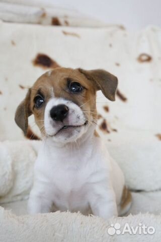 Щенок Джек Рассел терьер (М) + манеж, лежак, игруш