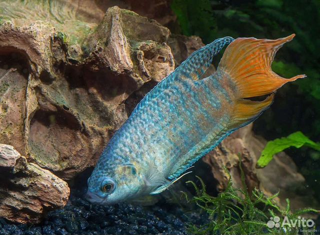 Макропод синий. Макропод красный