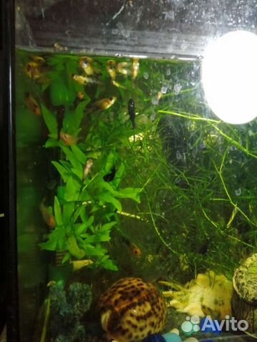 Мальки аквариумные рыбки молинезии