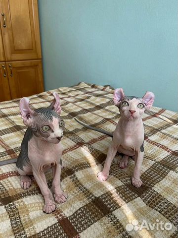 Канадский сфинкс эльф