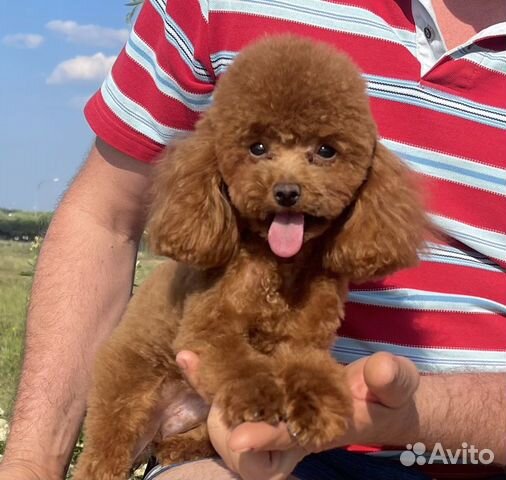 Крошечная девочка пуделя TeaCup RedBroun