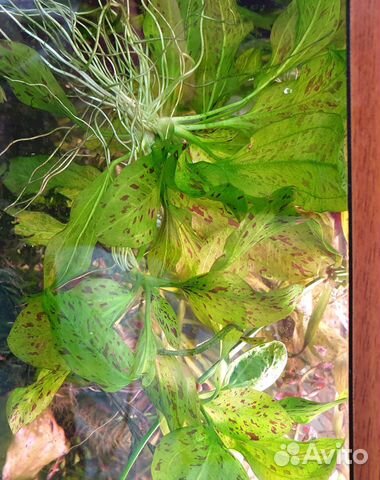 Эхинодорус "Оцелот" Echinodorus "Ozelot" продаю