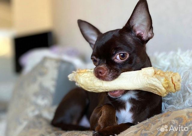 Вязка кобель чихуахуа