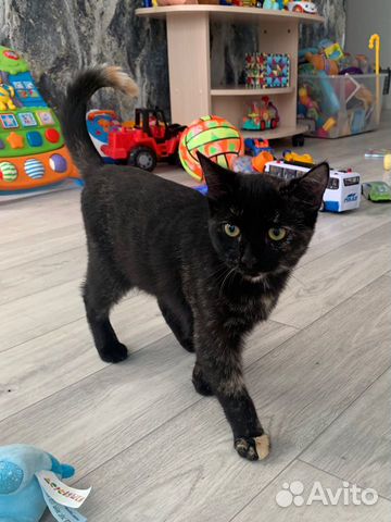 Кошка котеночек в дар бесплатно