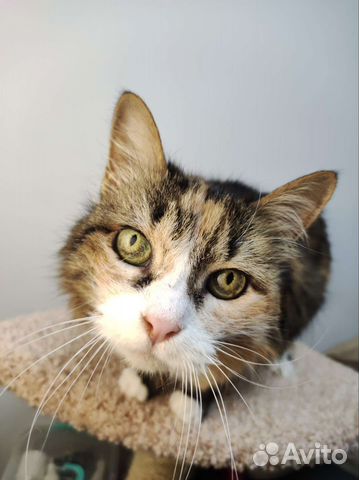 Трикси в добрые руки