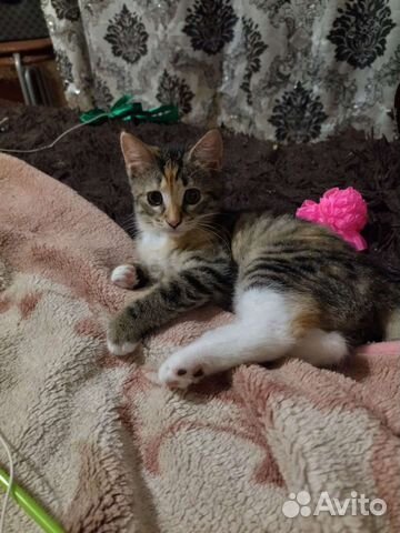 Маленькая девочка ищет дом