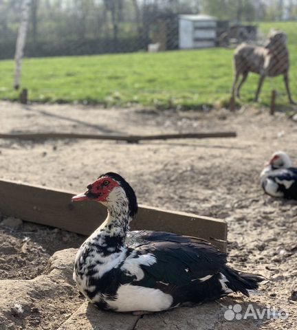 Селезень индоутки