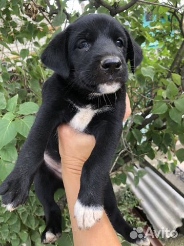 Щенки бесплатно