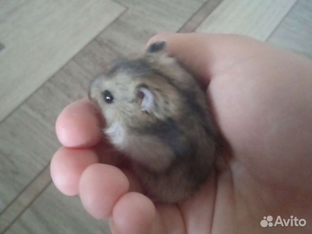 Хомячок джунгарский