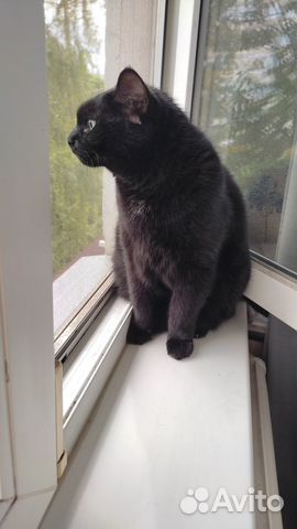Огромный черный кот ищет дом