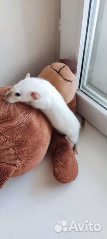 Крыса дамбо, девочка 6мес