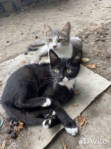Котята дворянской породы