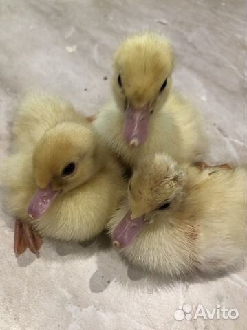 Индоутята тяжелой французской и немецких линий